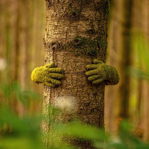 Tree Hug - The Forest Of Dean Sculpture Trust