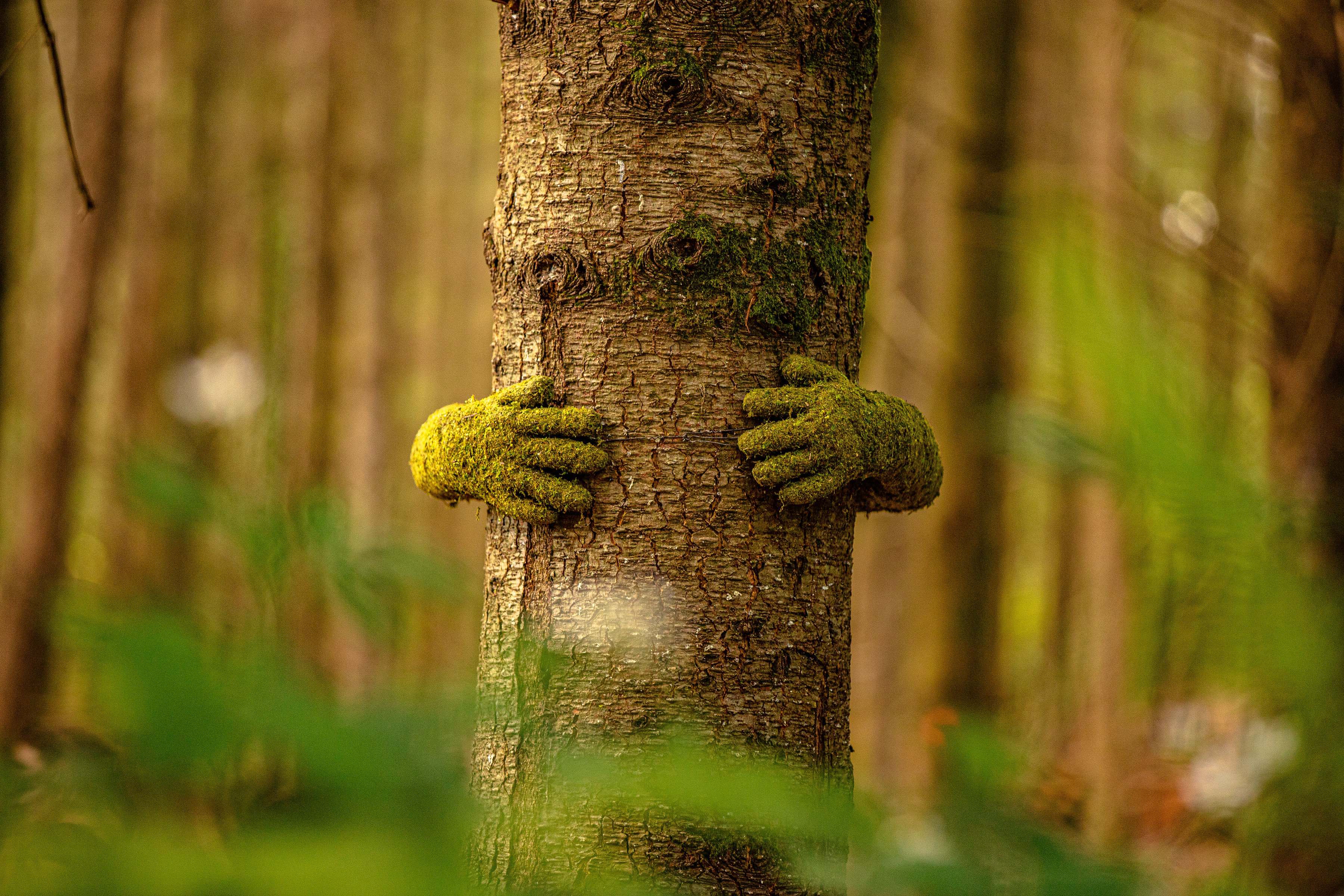 Tree Hug - The Forest Of Dean Sculpture Trust